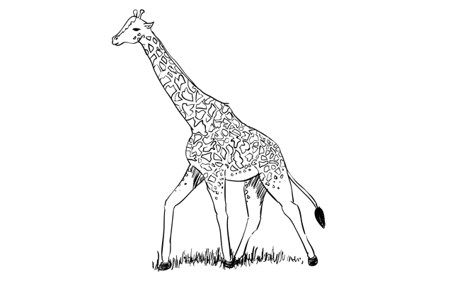 How To Draw A Giraffe Sketchbooknation